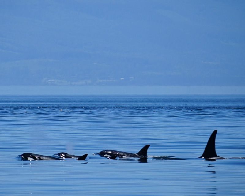 Orcas Island: Orca Whales guaranteed boat tour - The Sum Up