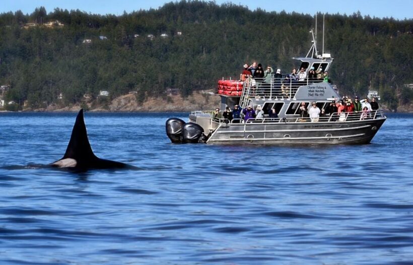 Orcas Island: Orca Whales guaranteed boat tour - FAQ