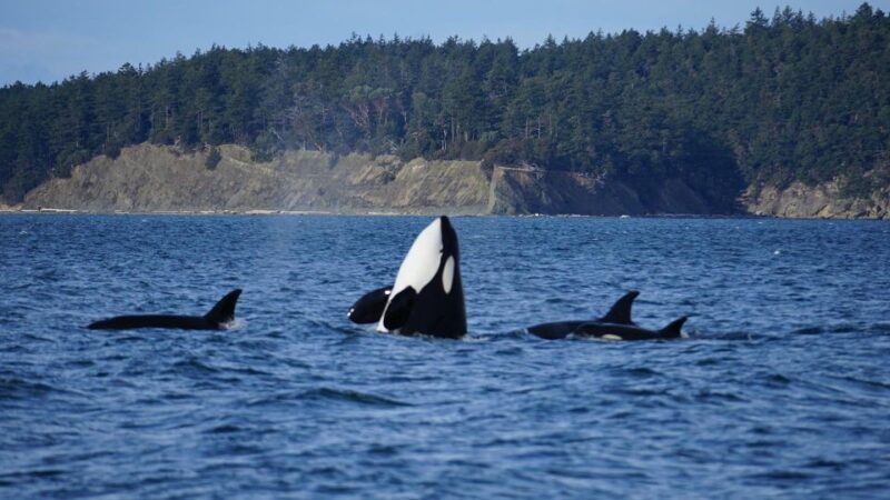 Orcas Island: Orca Whales guaranteed boat tour - Frequently Asked Questions