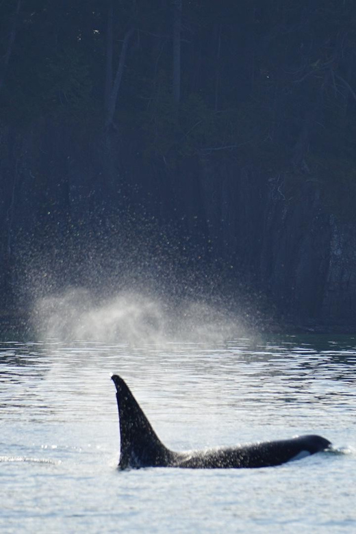 Orcas Island: Whale and Orca Guided Speedboat Tour - The Route and What to Expect