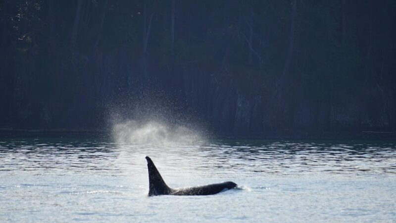 Orcas Island: Whale and Orca Guided Speedboat Tour - The Value of the Tour