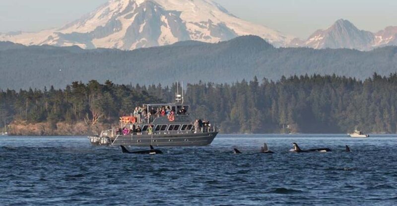 Orcas Island: Whale and Orca Guided Speedboat Tour - What Makes This Tour Stand Out?