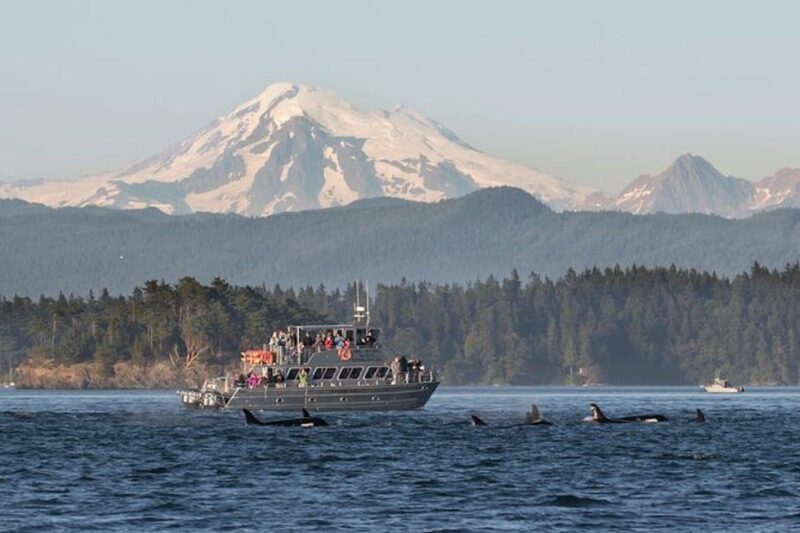 Orcas Island: Whale and Orca Guided Speedboat Tour - Authentic Experiences and What Travelers Say