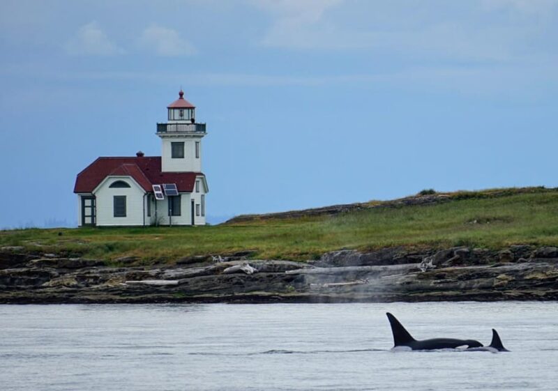 Orcas Island: Whale and Orca Guided Speedboat Tour - The Bottom Line