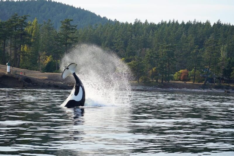 Orcas Island: Whale and Orca Guided Speedboat Tour - FAQ