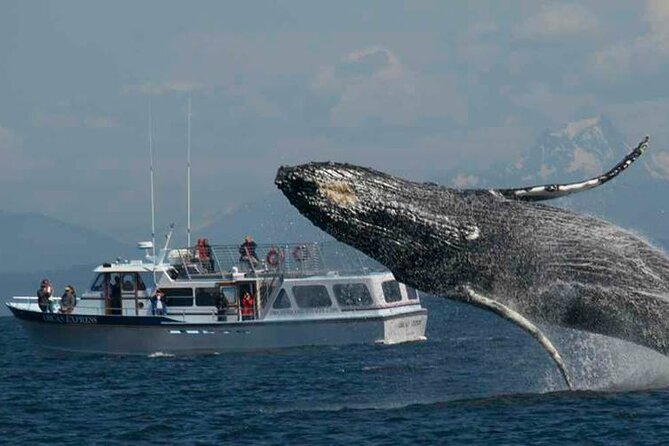 Orcas Island Whale Watching - Key Points