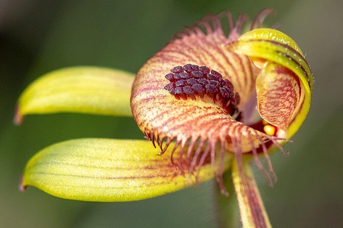 Orchids and Wildflowers Photographic Day tour from Perth - Key Points