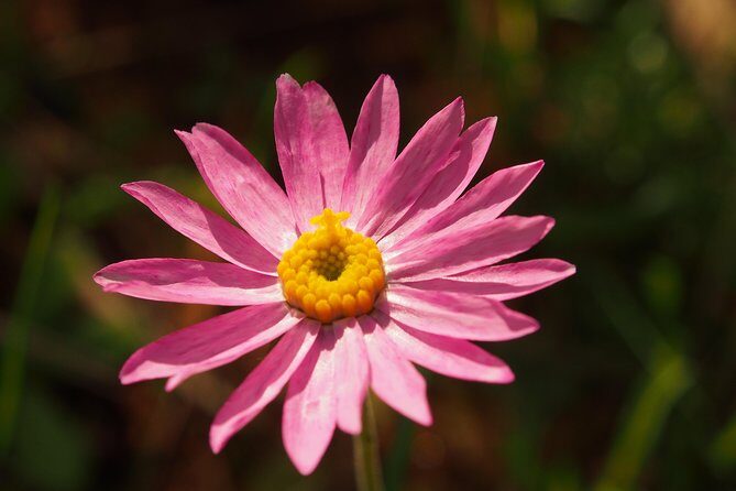 Orchids and Wildflowers Photographic Day tour from Perth - Practical Details & Tips