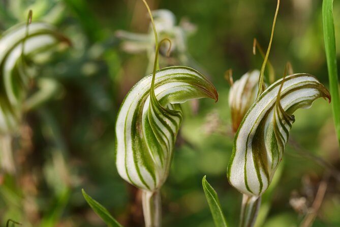 Orchids and Wildflowers Photographic Day tour from Perth - Final Thoughts
