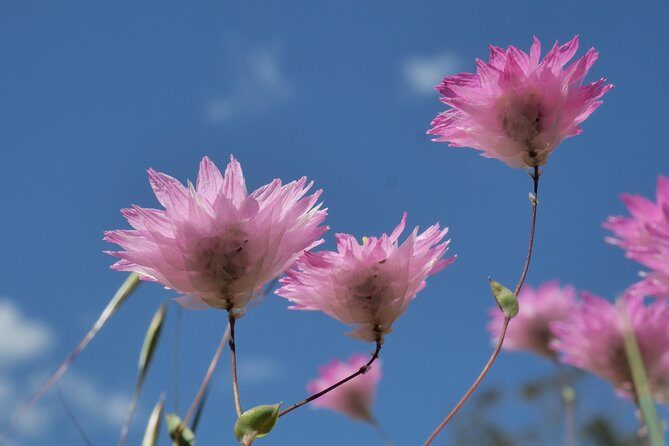 Orchids and Wildflowers Photographic Day tour from Perth - Additional Similar Experiences