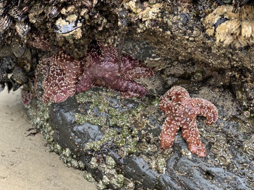 Oregon Coast Day Tour: Cannon Beach and Haystack Rock - Final Advice