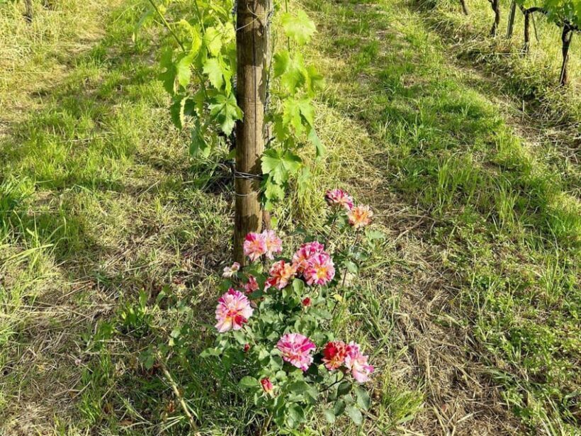Organic and Biodynamic Winery Tour and Tasting in Lucca - Introduction: A Close Look at a Sustainable Tuscan Winery Experience
