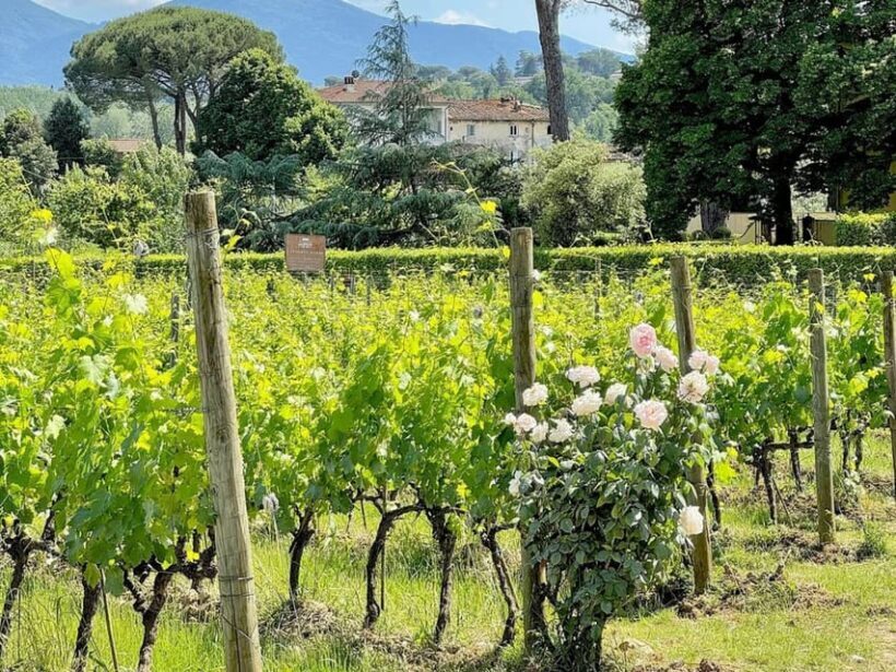 Organic and Biodynamic Winery Tour and Tasting in Lucca - Why This Tour Stands Out