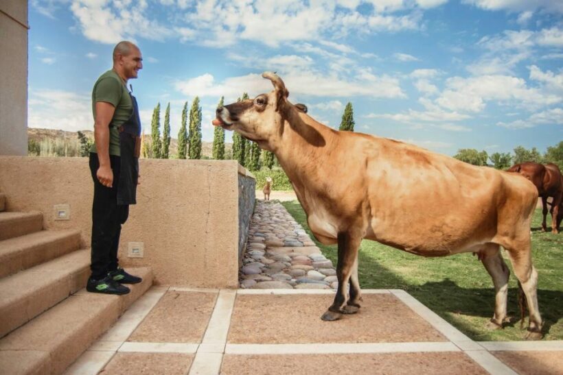 Organic & Biodynamic Wine Adventure in Mendoza - Key Points