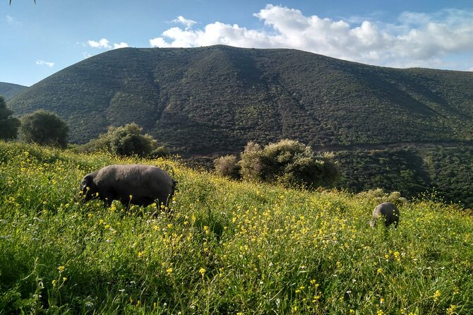 Organic Iberian Ham, farm visit and premium tasting! - The Sum Up