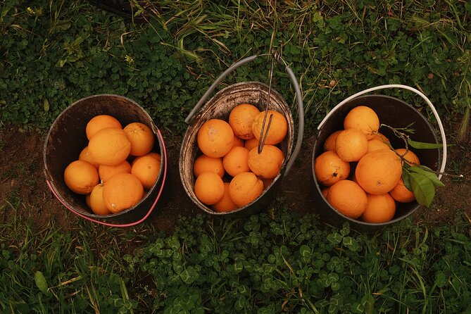 Organic Orange Picking & Jam Making With Farm-To-Table Lunch - Inclusions and What to Expect