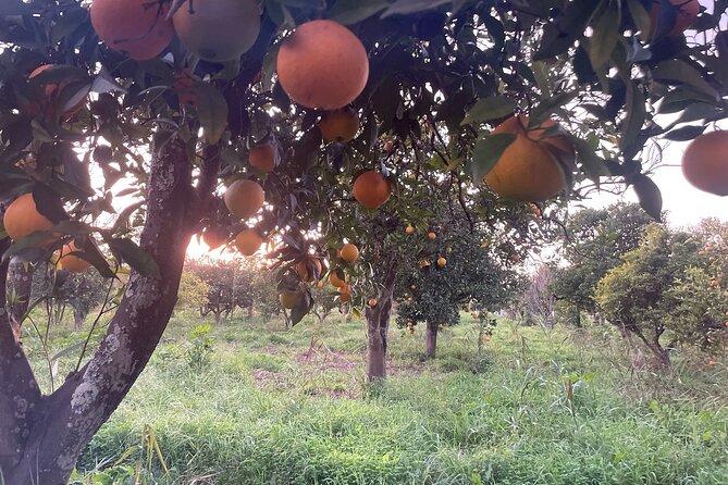 Organic Orange Picking & Jam Making With Farm-To-Table Lunch - Reviews and Recommendations