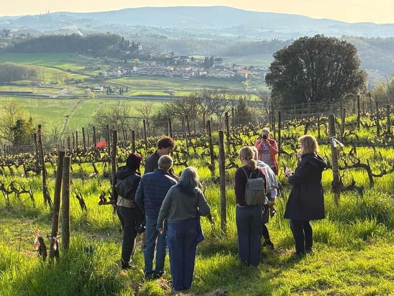 Organic Wine and Food Tasting at Historic Fattoria Majnoni - Discovering the Experience