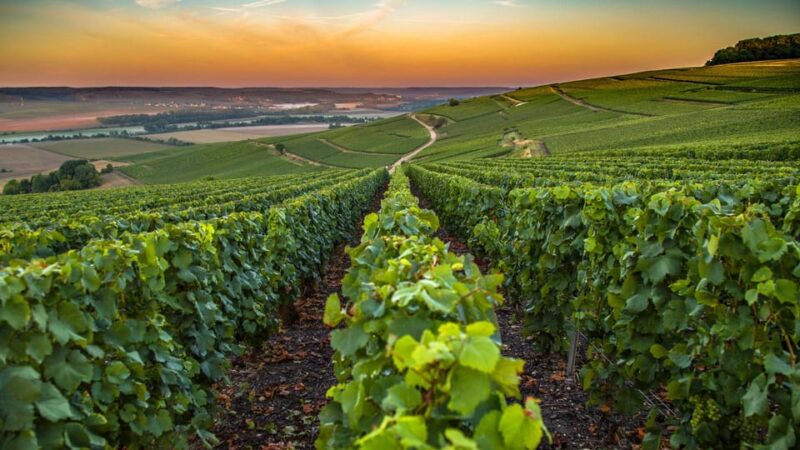 Organic Wine Tasting with Saint paul Half Day Tour from Nice - Key Points