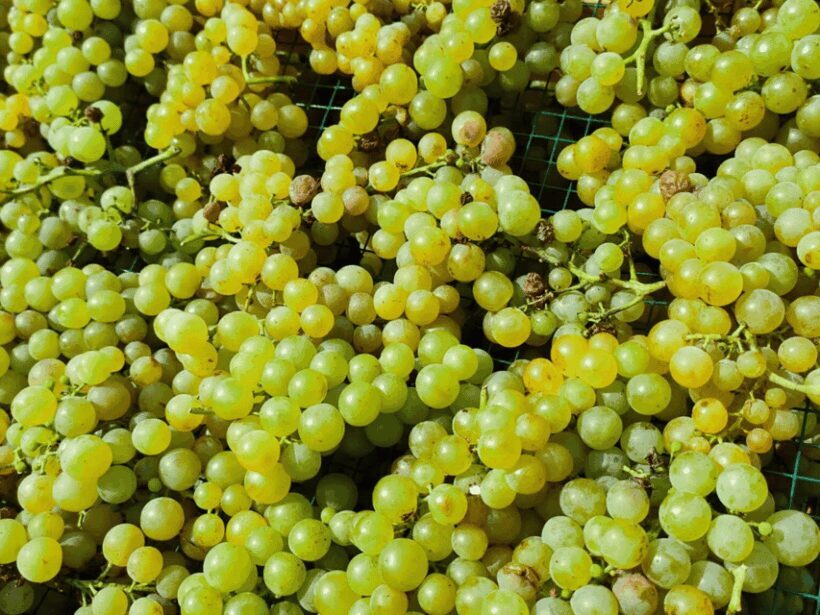 Organic Winery Visit & Wine Tasting with Food in Pavia - Who Should Book This Tour?