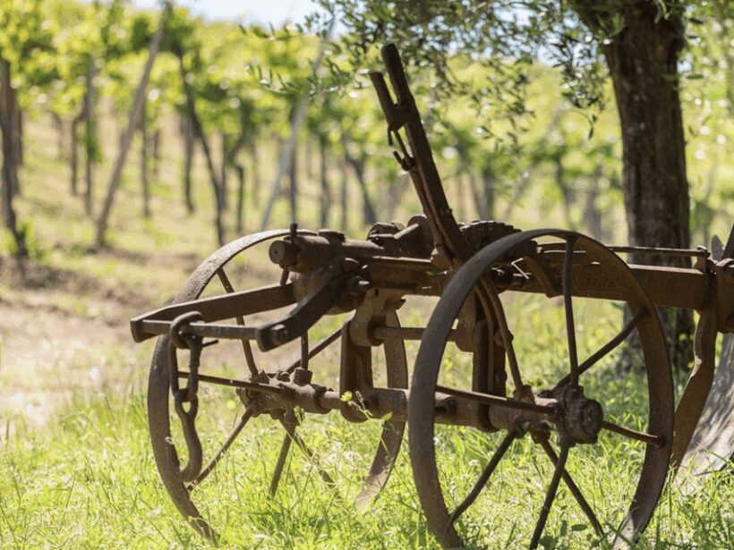 Organic Winery Visit & Wine Tasting with Food in Pavia - The Sum Up