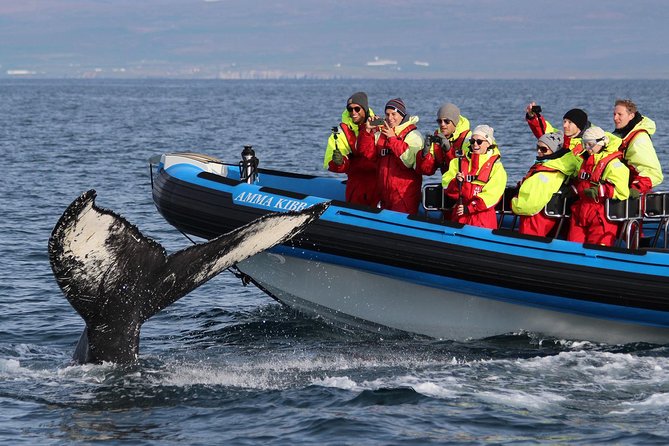 Original Big Whale Safari & Puffins Speedboat Tour from Húsavík - Who Will Love This Tour?