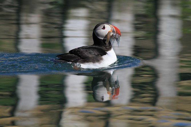 Original Big Whale Safari & Puffins Speedboat Tour from Húsavík - Frequently Asked Questions