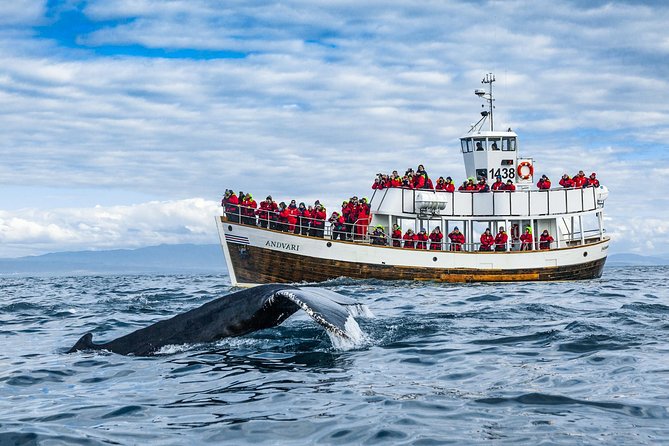 Original Carbon Neutral Whale Watching Tour From Húsavík - Planning Your Visit