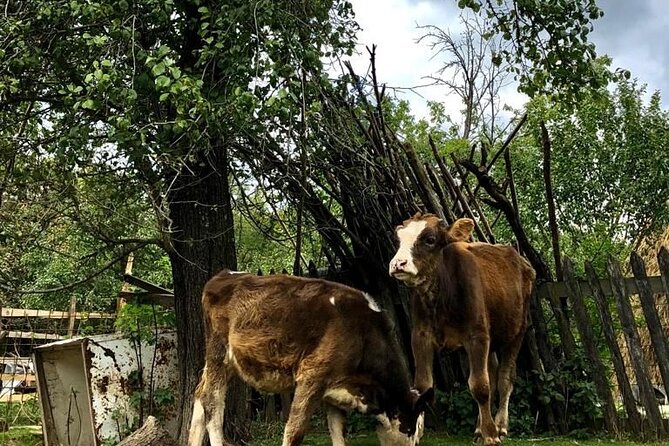 Original Carpathian Village Experience and Sinaia in One Day Tour - Reviews and Feedback