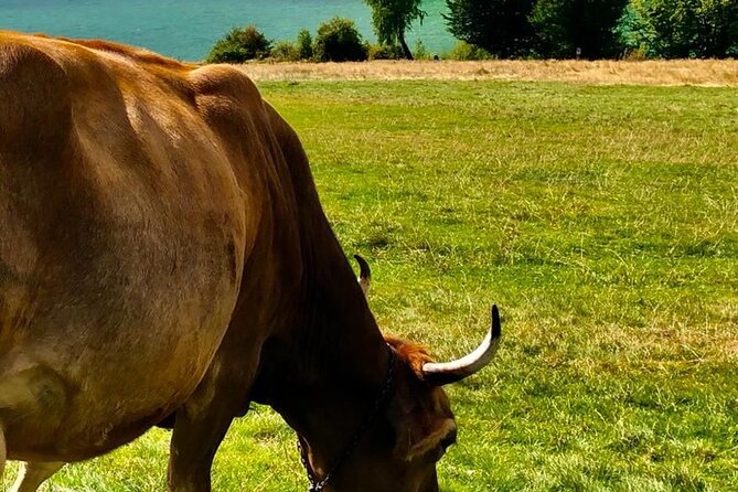 Original Carpathian Village Experience and Sinaia in One Day Tour - Exploring the Traditional Carpathian Village