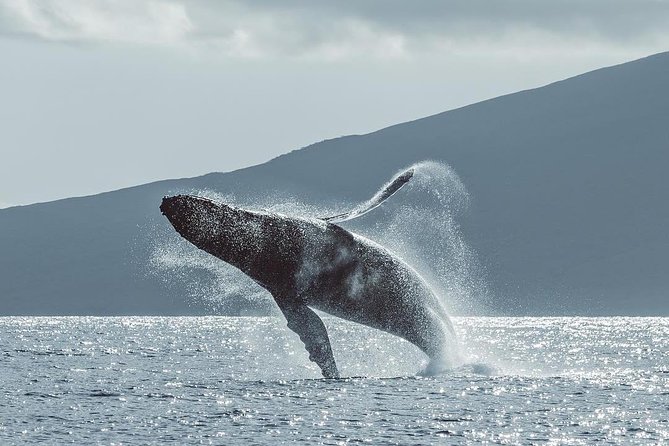 Original Sunset Cruise with Open Bar from Ka’anapali Beach - Practical Details and Considerations