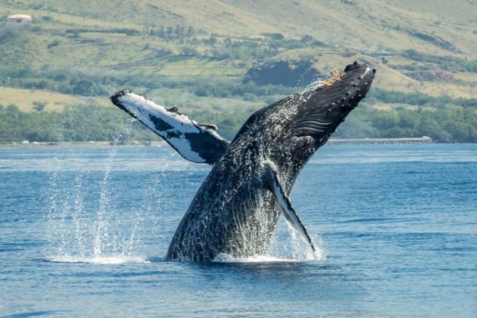 Original Sunset Cruise with Open Bar from Ka’anapali Beach - Final Thoughts