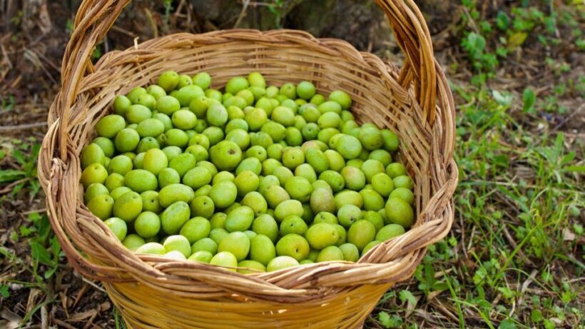 Oristano: Olive Tree Grove Guided Visit with Tasting - Key Points
