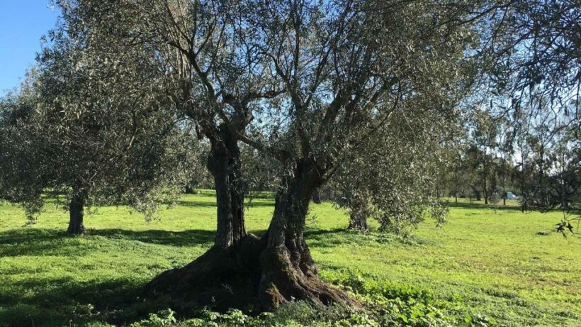Oristano: Olive Tree Grove Guided Visit with Tasting - An In-Depth Look at the Olive Grove Tour