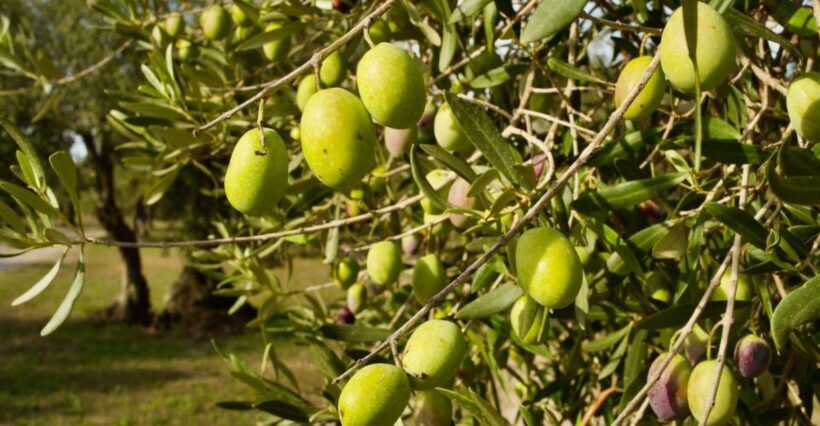 Oristano: Olive Tree Grove Guided Visit with Tasting - Who Should Consider This Tour?