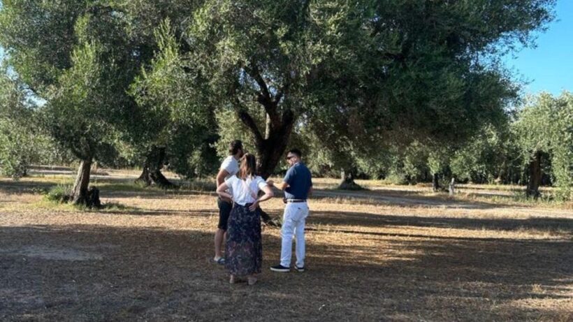 Oristano: Olive Tree Grove Guided Visit with Tasting - The Sum Up: Who Will Love This Experience