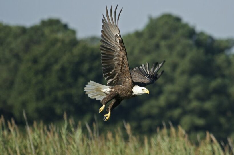 Orlando: Airboat Safari with Transportation - Who Is This Tour Best Suited For?