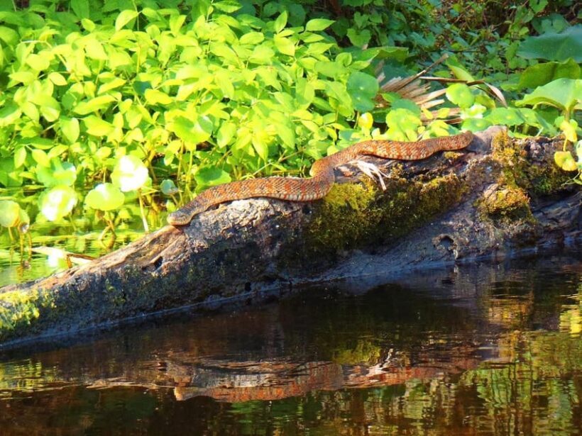 Orlando Alligator Experience: Day-Trip From Orlando - The Sum Up