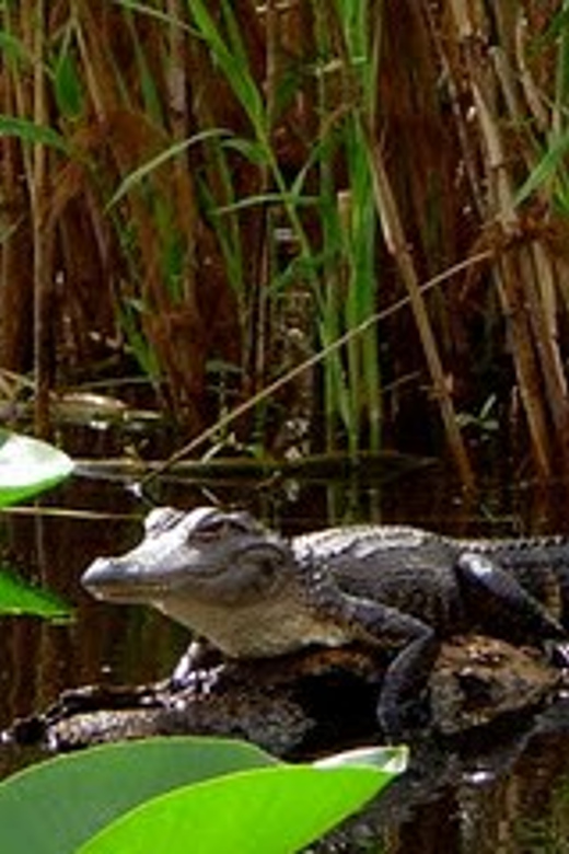 Orlando Alligator Experience: Day-Trip From Orlando - Why You Should Consider This Tour