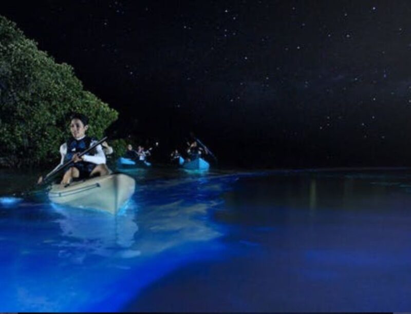 Orlando: Bioluminescence Clear Kayaking or Paddleboarding - Key Points