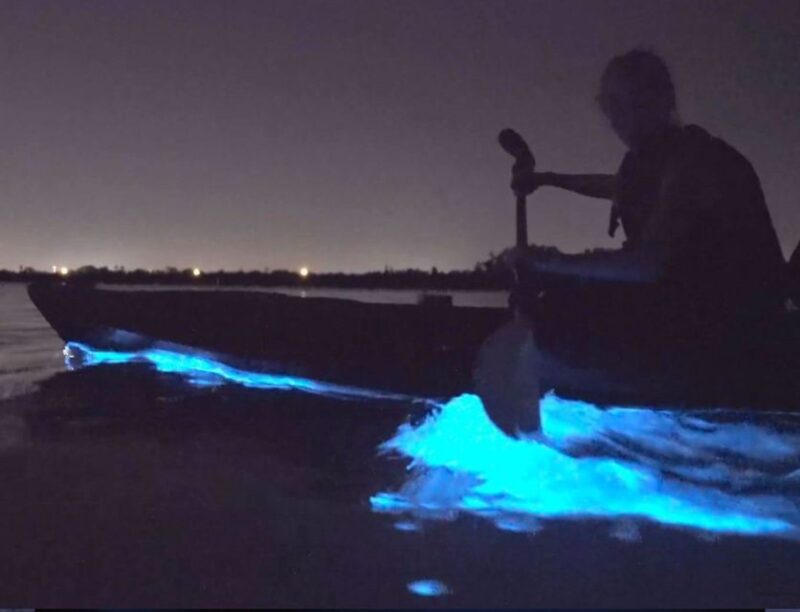 Orlando: Bioluminescence Clear Kayaking or Paddleboarding - Meeting Point and Logistics