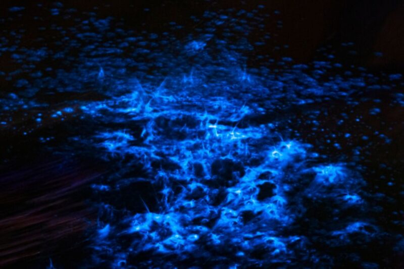 Orlando: Bioluminescence Kayak Adventure - The Experience: What’s It Like?