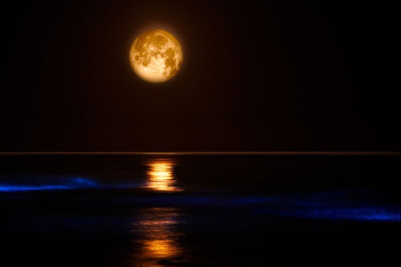 Orlando: Bioluminescence Kayak Adventure - How Does This Tour Compare in Value?