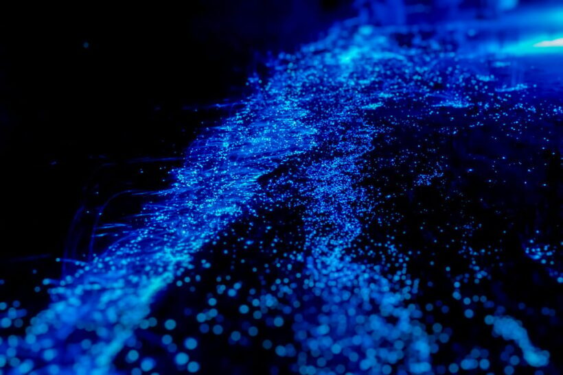 Orlando: Bioluminescence Kayak Tour - An Introduction to the Magic of Bioluminescence in Florida