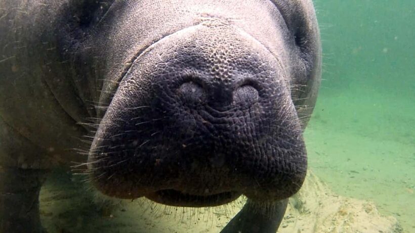 Orlando: Blue Springs Manatee Kayak Tour - The Small-Group Advantage