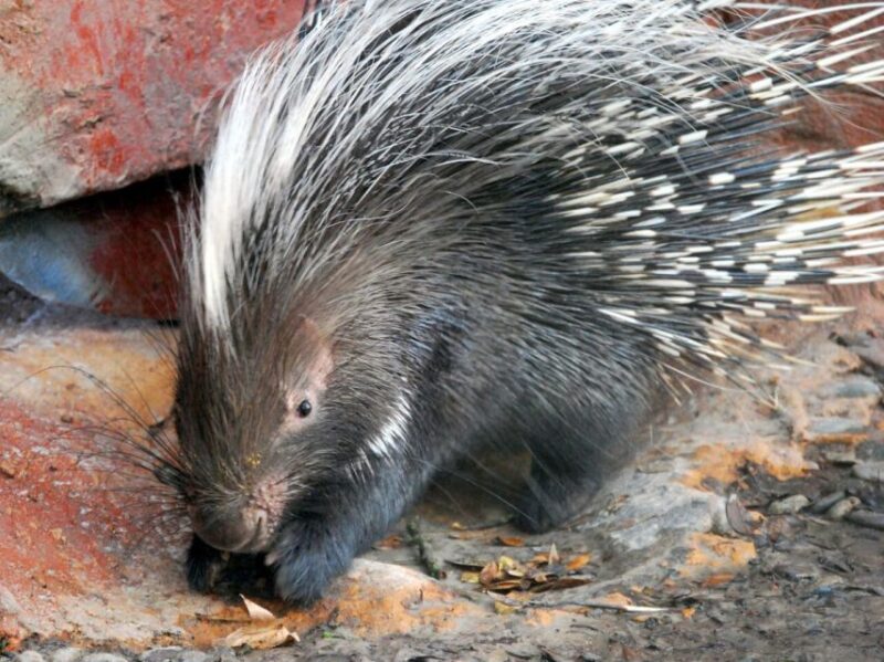 Orlando: Central Florida Zoo Skip-the-Line Ticket - Final Words