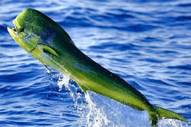 Orlando Deep Sea Fishing Charter - The Bottom Line