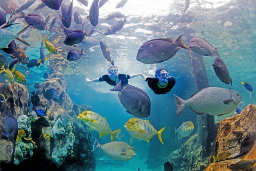 Orlando: Discovery Cove Admission Ticket & Additional Parks - The Cost and Value