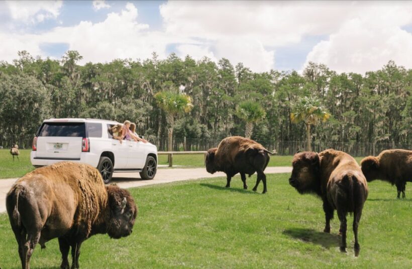 Orlando: Drive-Thru Safari Park at Wild Florida - What Makes the Drive-Thru Safari at Wild Florida Stand Out?