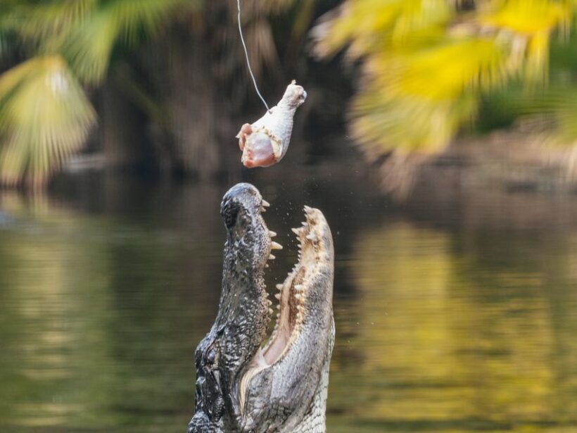 Orlando: Drive-Thru Safari Park at Wild Florida - Practical Details and Value